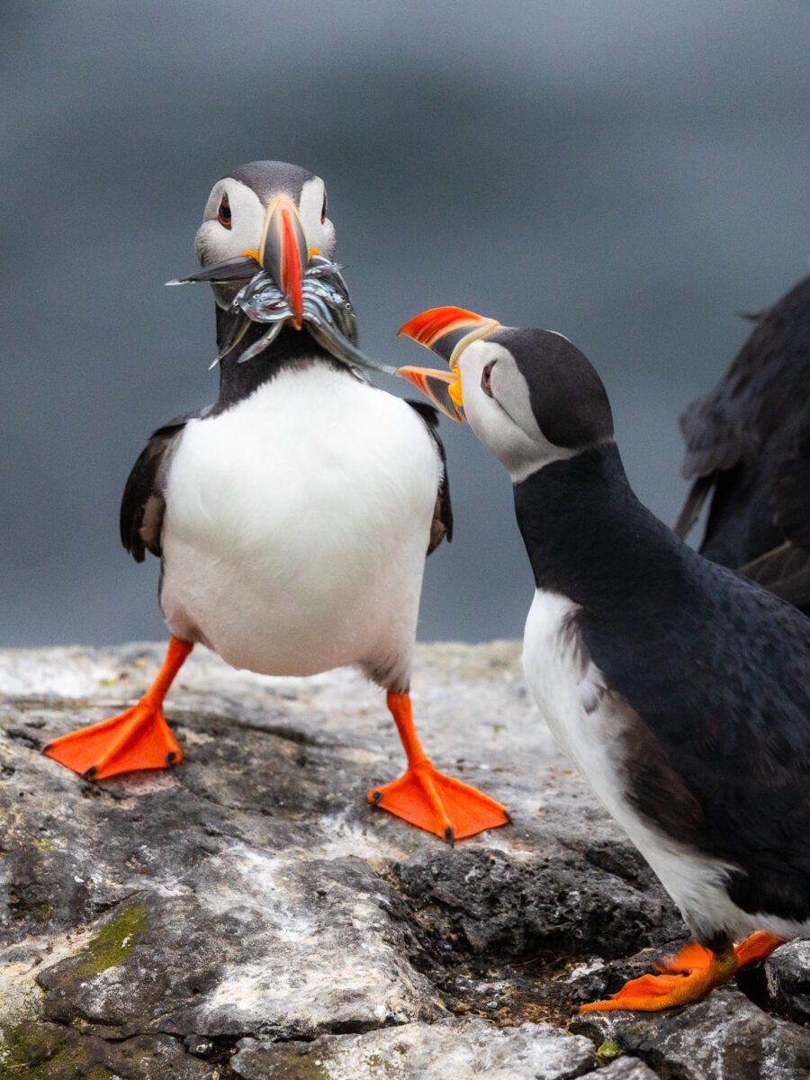 Behind The Shot - The Hungry Puffin On Grímsey, Iceland | JVN