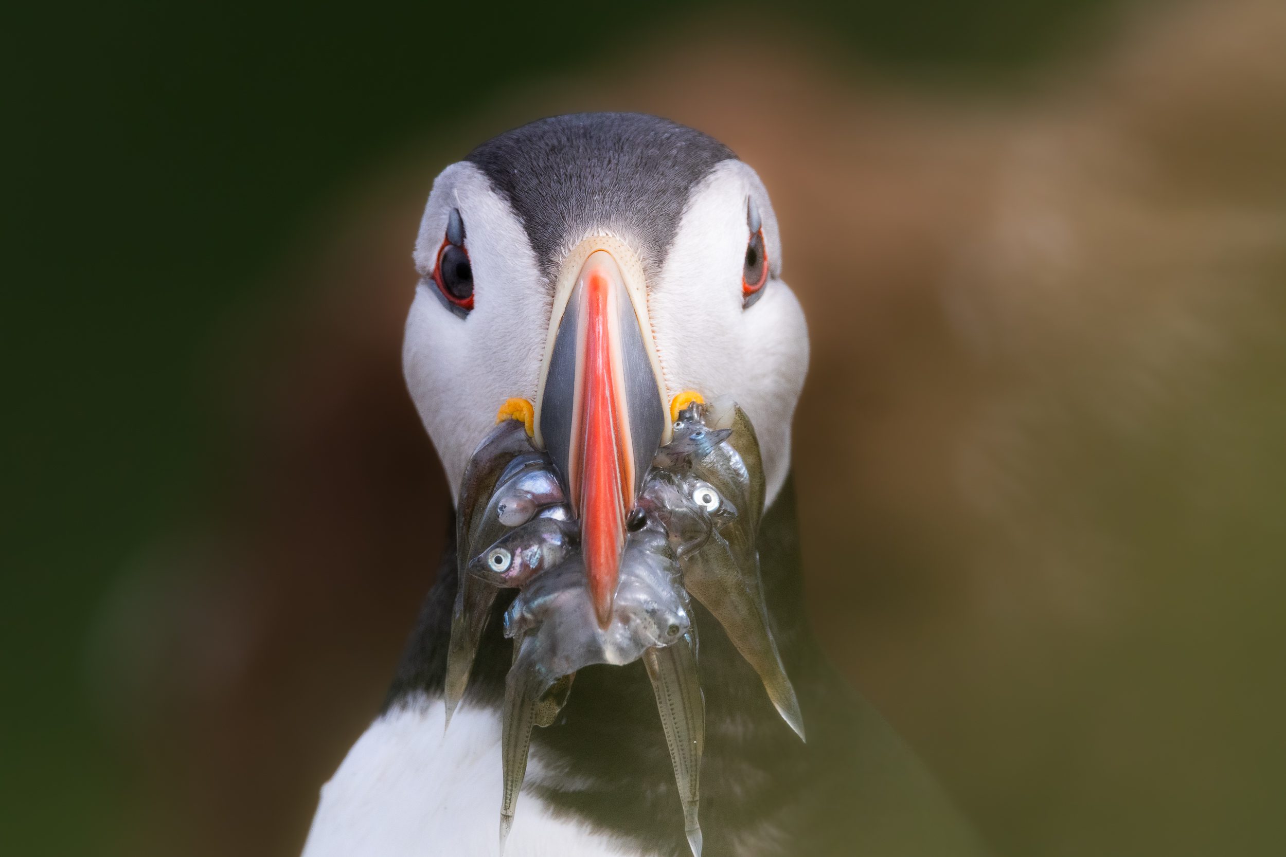 6 Tips To Improve Your Puffin (and Bird) Photographs - Blog